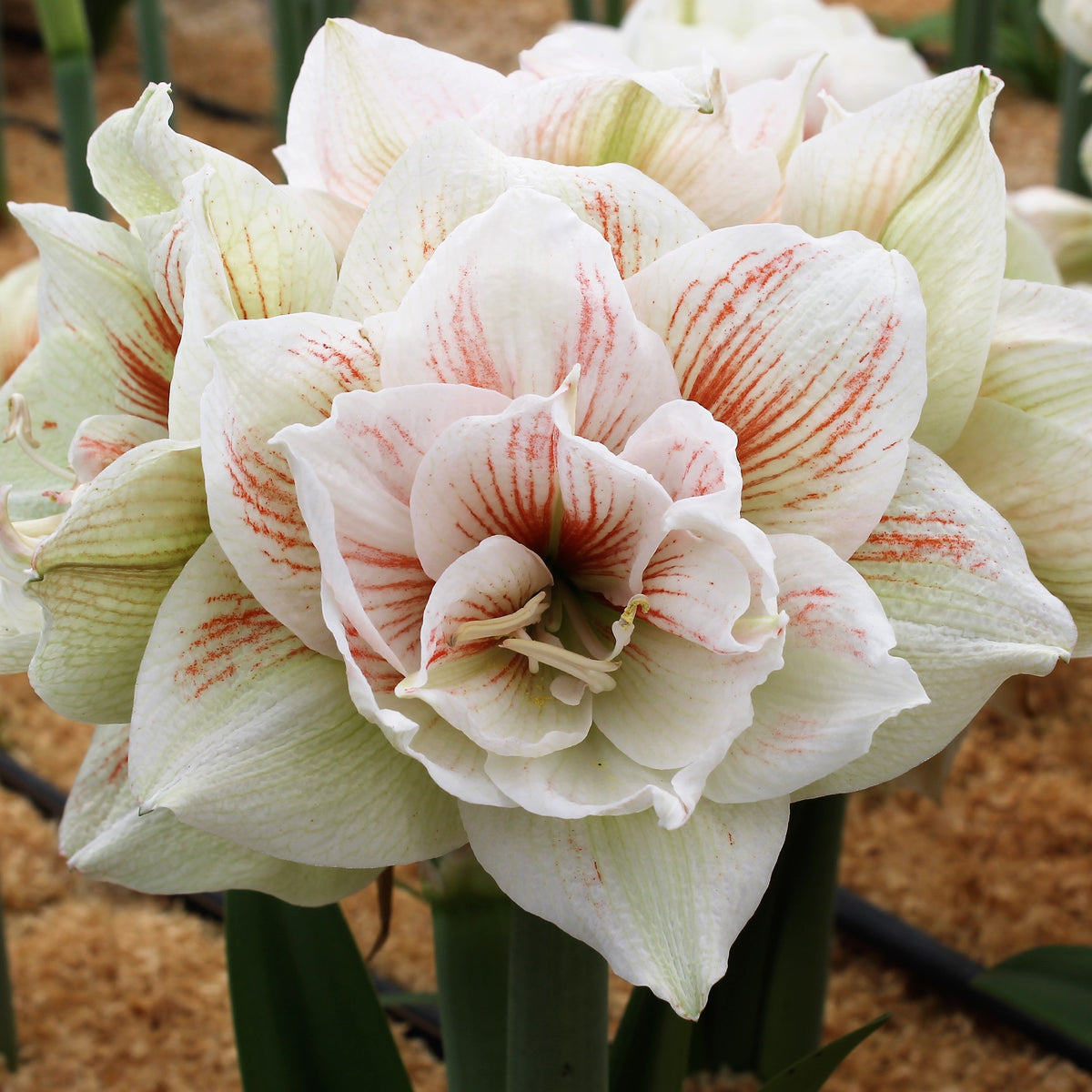 Amaryllis And Caladium Bulb Company