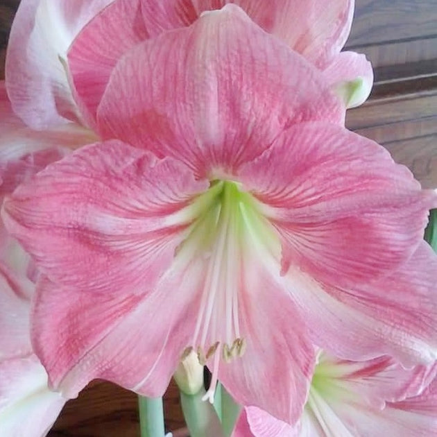 Pink Amaryllis – Amaryllis & Caladium Bulb Company