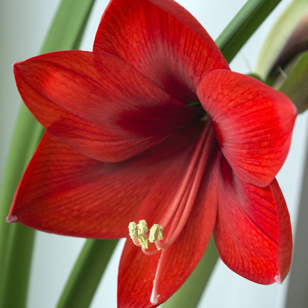 Red Amaryllis – Amaryllis & Caladium Bulb Company