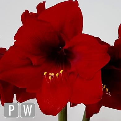 Andes Sunshine – Amaryllis & Caladium Bulb Company