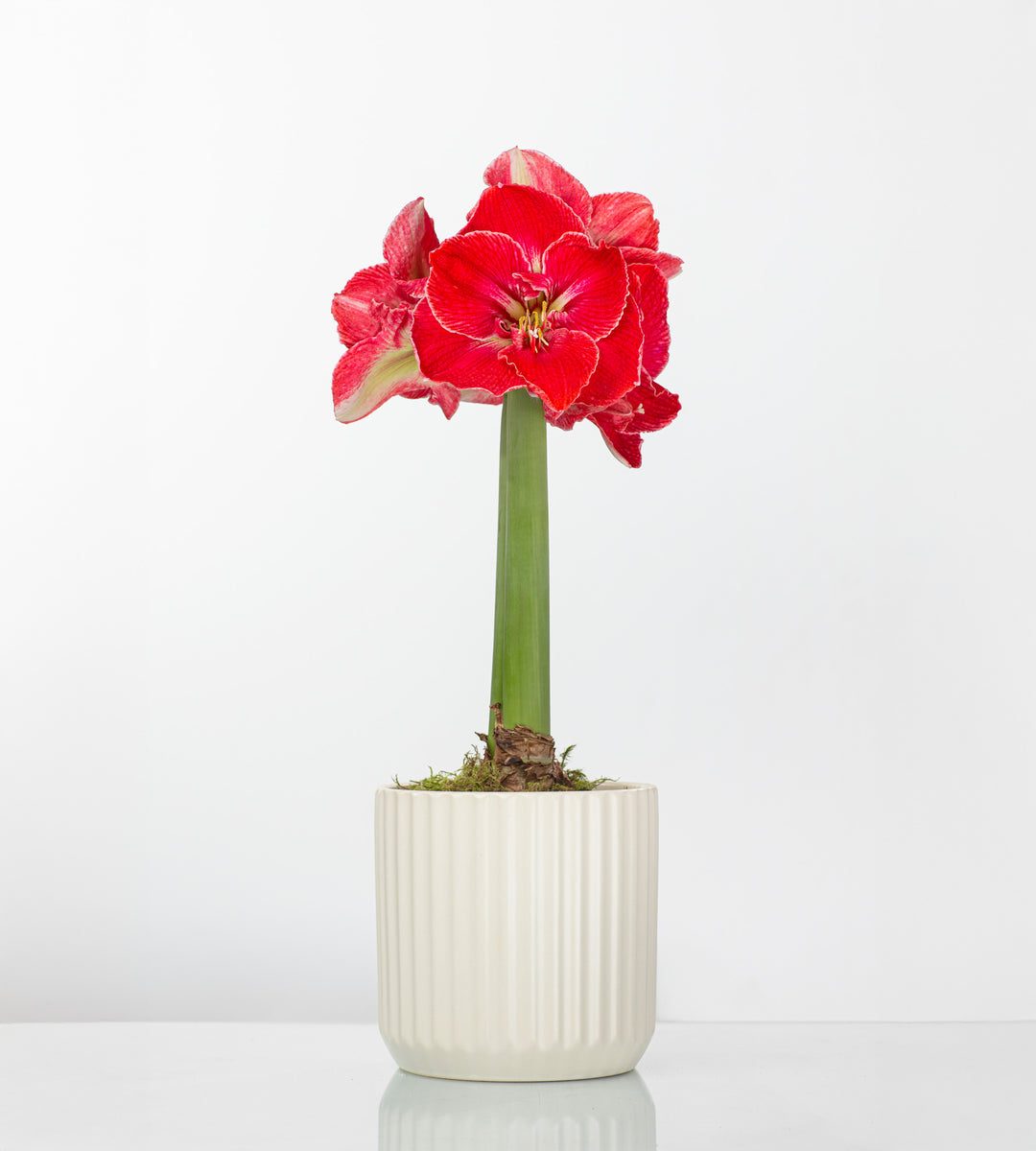 Beam Pot with Jumbo Bulb – Amaryllis & Caladium Bulb Company