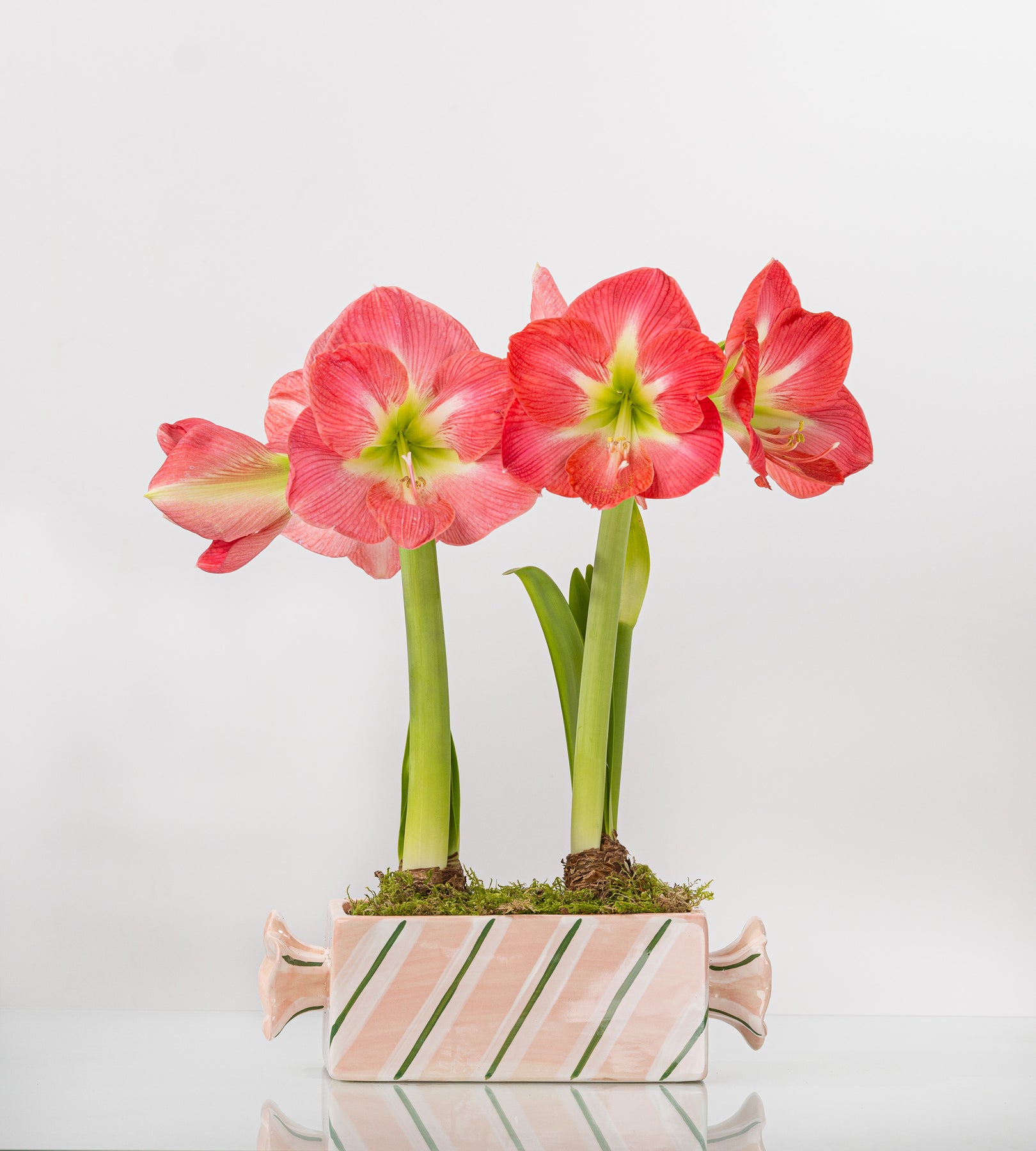 Bon Bon Double Bloomer – Amaryllis & Caladium Bulb Company