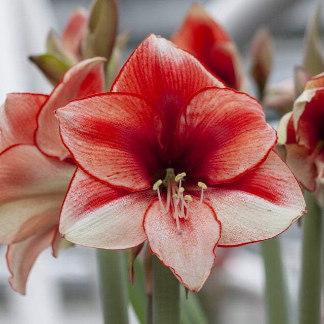 Coral Flame – Amaryllis & Caladium Bulb Company