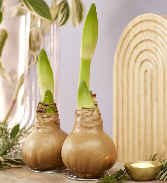 Waxed Amaryllis Bulbs – Amaryllis & Caladium Bulb Company