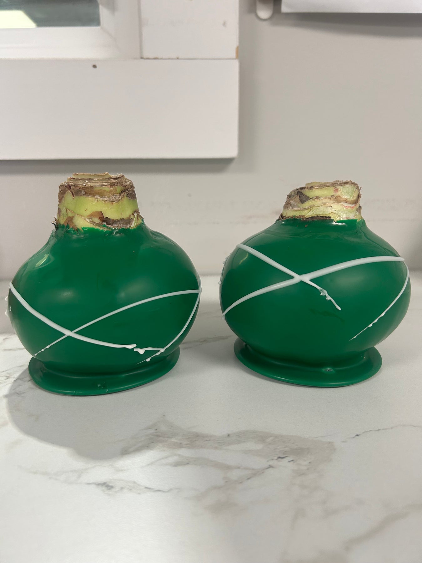 Amaryllis with Green and White Swirl Wax – Amaryllis & Caladium Bulb ...