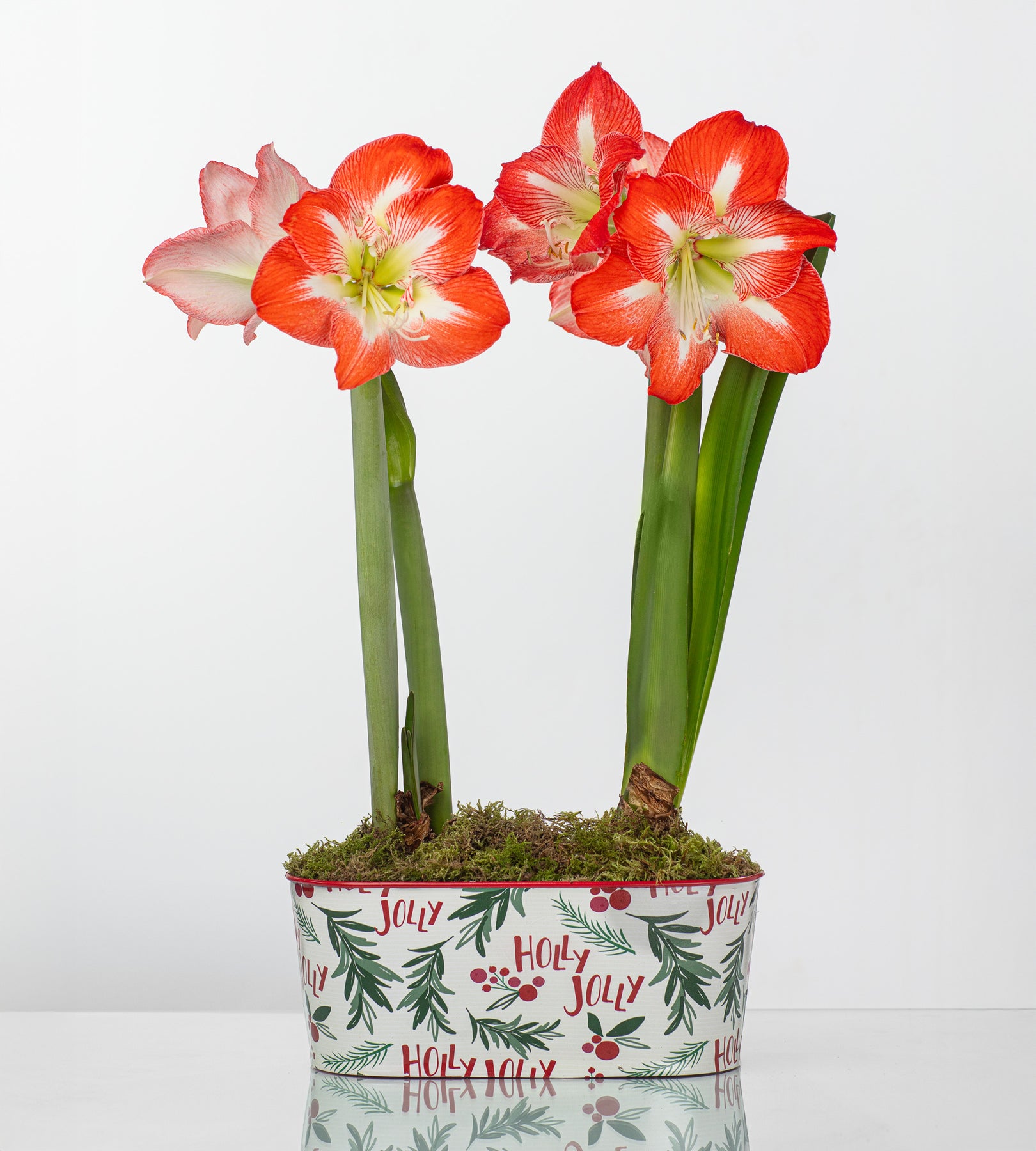 Holly Jolly Double Bloomer – Amaryllis & Caladium Bulb Company