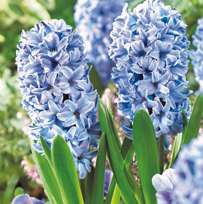 Hyacinth Aqua – Amaryllis & Caladium Bulb Company