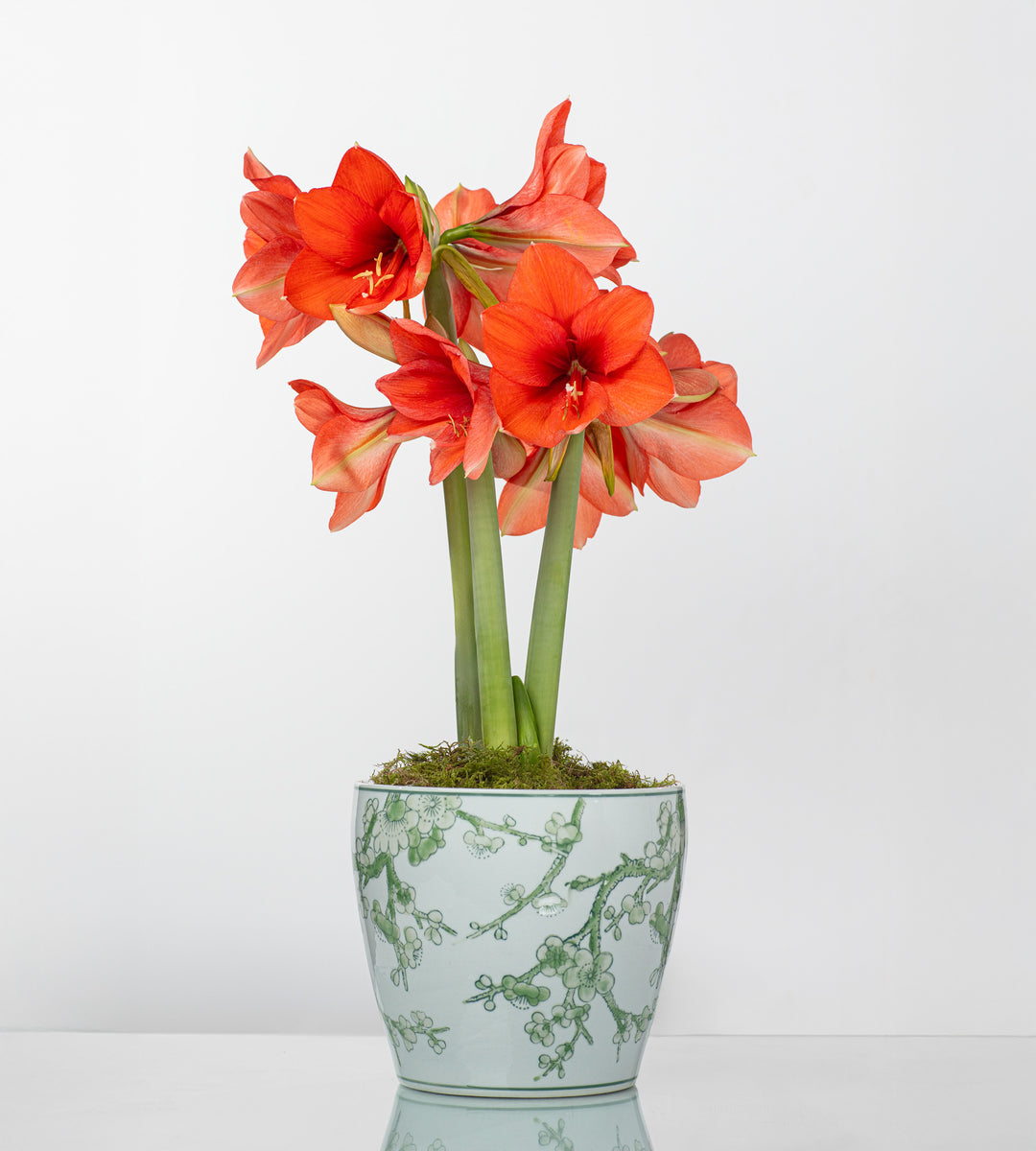 Imperial Cherry Blossoms Pot – Amaryllis & Caladium Bulb Company