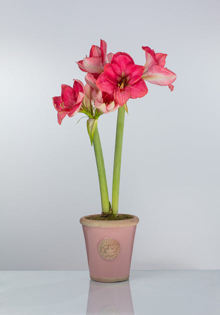 Potted Amaryllis – Amaryllis & Caladium Bulb Company