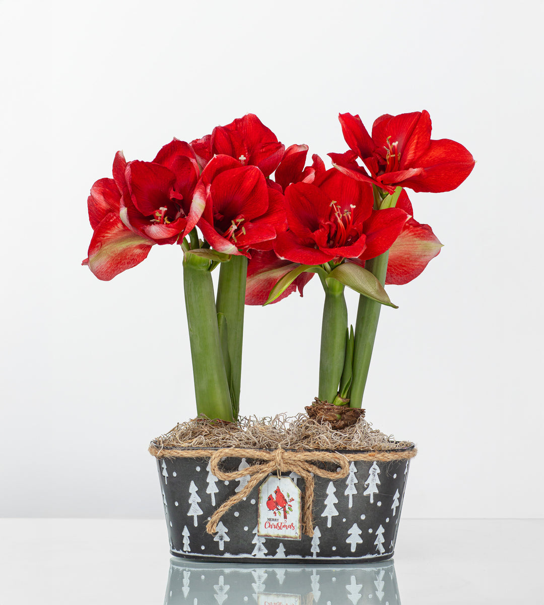Merry Christmas Cardinal Double Bloomer – Amaryllis & Caladium Bulb Company