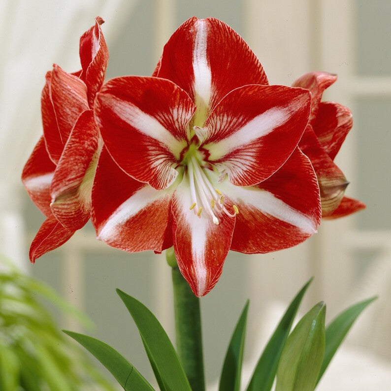 Stargazer – Amaryllis & Caladium Bulb Company
