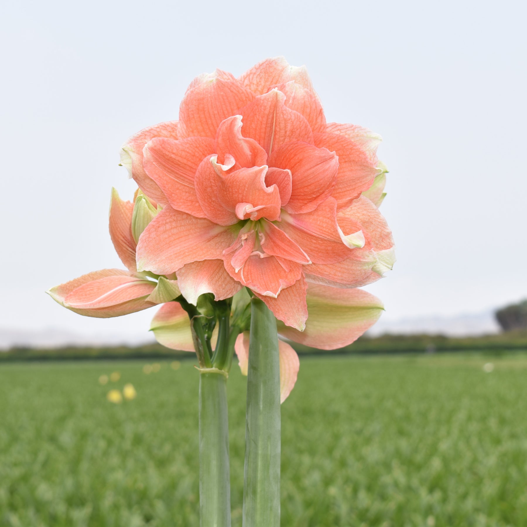 Tika Coral – Amaryllis & Caladium Bulb Company