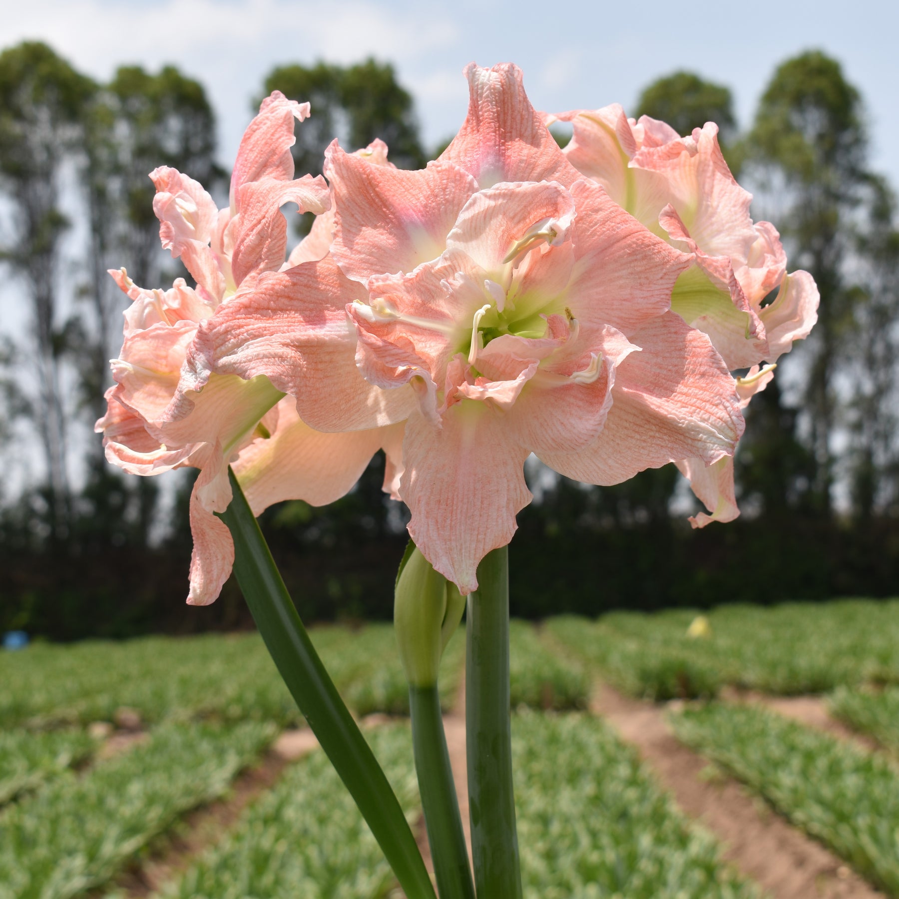 Amaryllis And Caladium Bulb Company