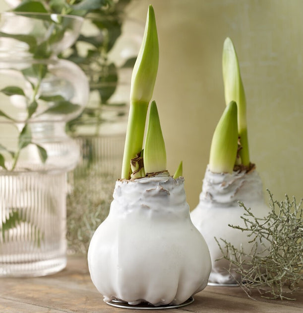 Waxed Amaryllis Bulbs – Amaryllis & Caladium Bulb Company