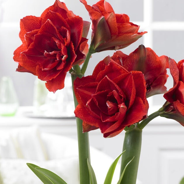 Double Amaryllis – Amaryllis & Caladium Bulb Company