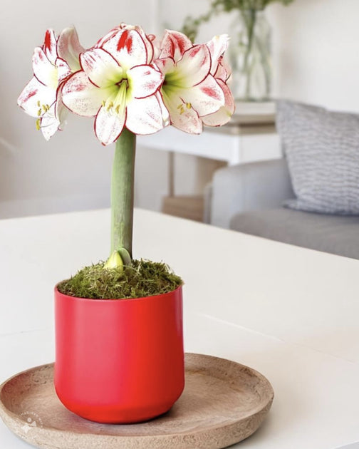 Potted Amaryllis – Amaryllis & Caladium Bulb Company