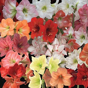 Surprise Package - Random Mix of Amaryllis Bulbs – Amaryllis & Caladium ...