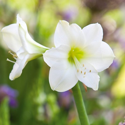 Amaryllis Christmas Gift – Amaryllis & Caladium Bulb Company