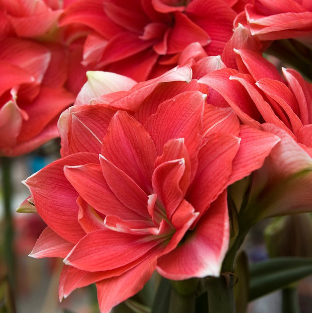 Double Amaryllis – Amaryllis & Caladium Bulb Company