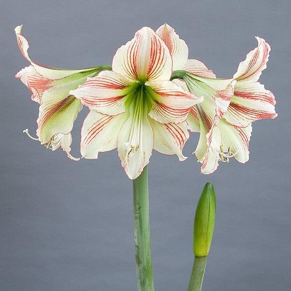 Amaryllis And Caladium Bulb Company