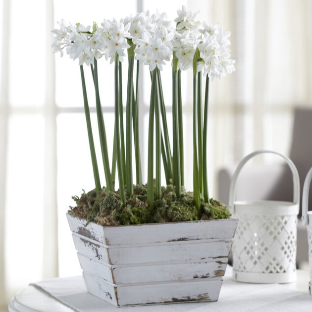 Paperwhites and Daffodil Bulbs – Amaryllis & Caladium Bulb Company