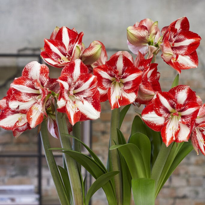 Amaryllis And Caladium Bulb Company