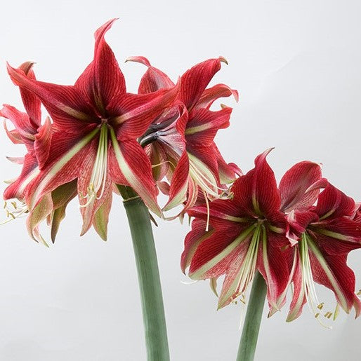 Ruby Star – Amaryllis & Caladium Bulb Company