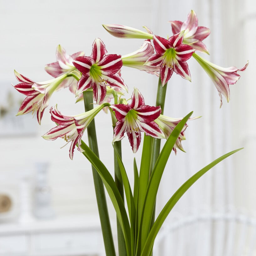 Amaryllis And Caladium Bulb Company