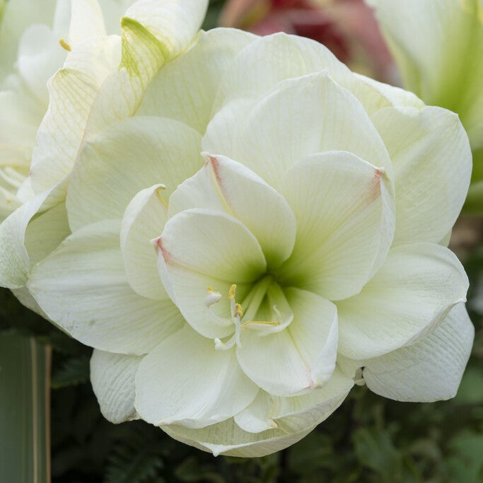 White Amadeus – Amaryllis & Caladium Bulb Company