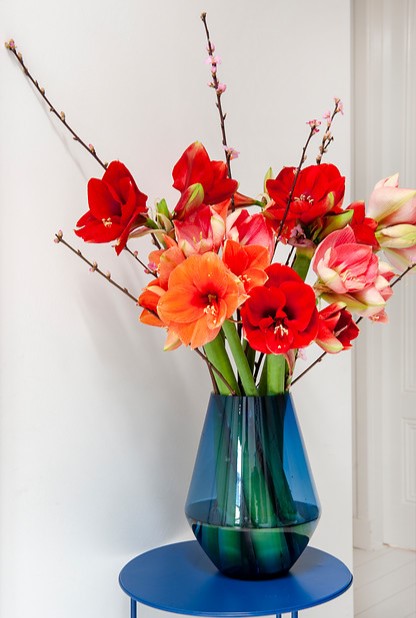 Surprise Package - Random Mix of Amaryllis Bulbs – Amaryllis & Caladium ...