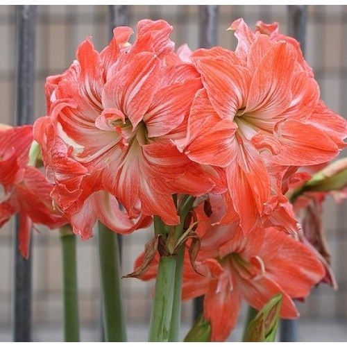 Double Amaryllis Lady Jane – Amaryllis & Caladium Bulb Company