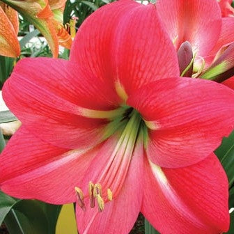 Large Flowering Amaryllis – Amaryllis & Caladium Bulb Company