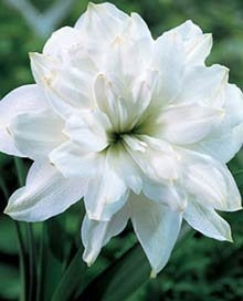 Double Amaryllis Snow White – Amaryllis & Caladium Bulb Company