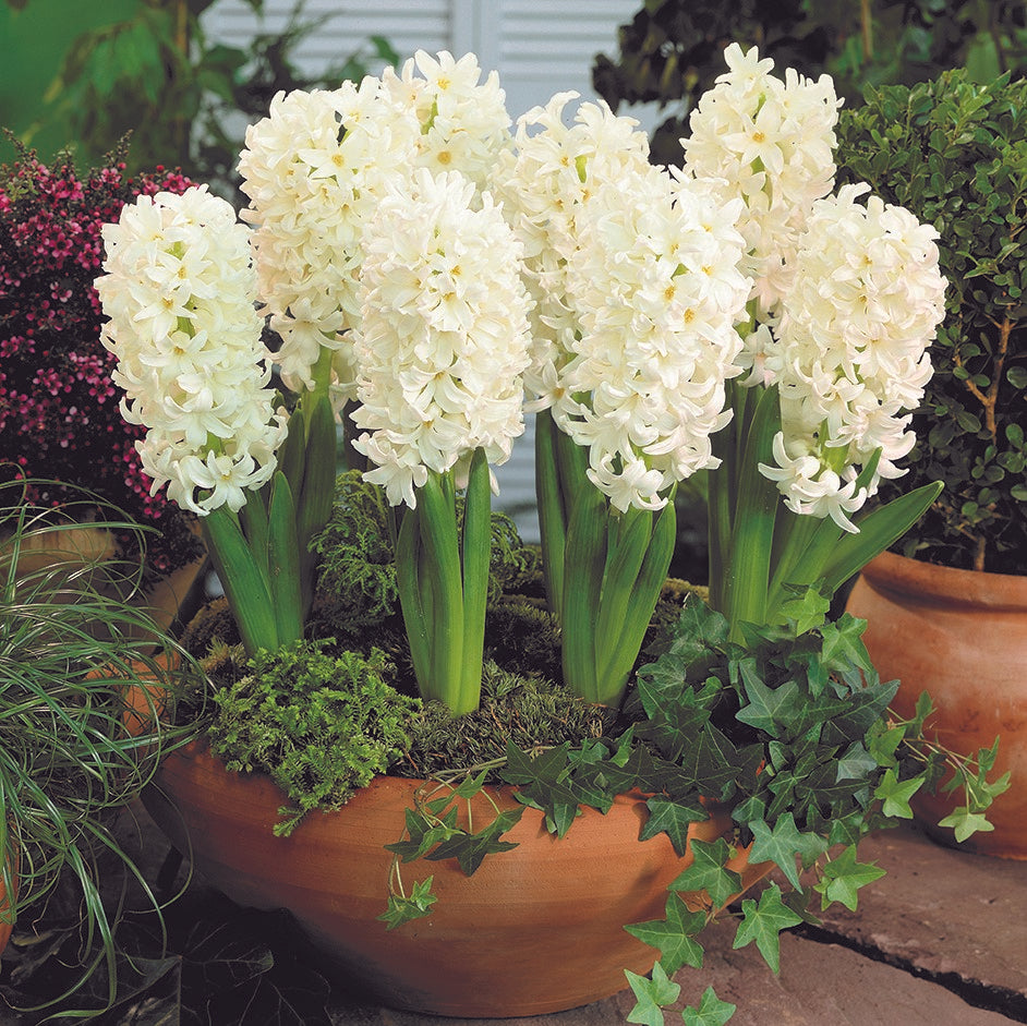 Hyacinth White Pearl – Amaryllis & Caladium Bulb Company