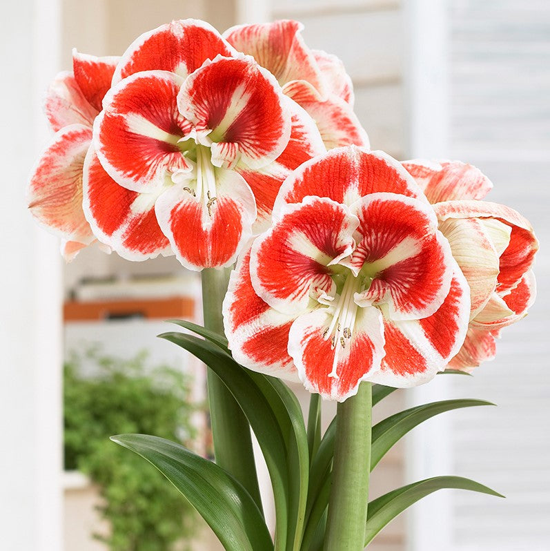 Amaryllis Samba – Amaryllis & Caladium Bulb Company